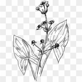 Katniss Plant Drawing, HD Png Download - vhv