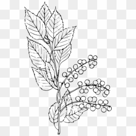 Chokecherry Drawing, HD Png Download - vhv