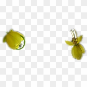 Free Konnapoo PNG Images, HD Konnapoo PNG Download - vhv